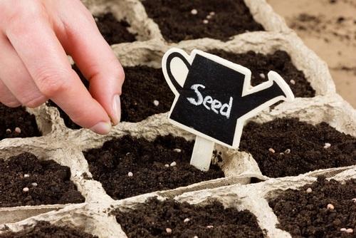 Planting A Seed Momsrising